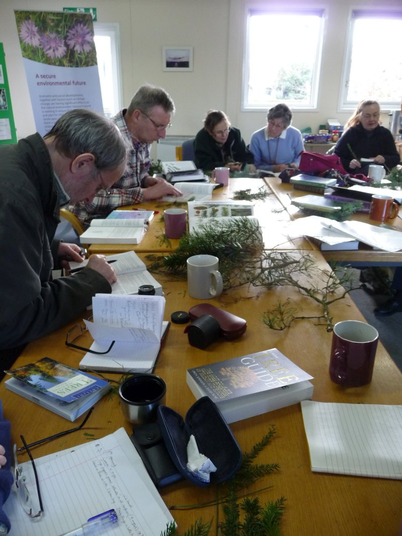 Somerset Rare Plants Group – Recording all plants growing wild in ...