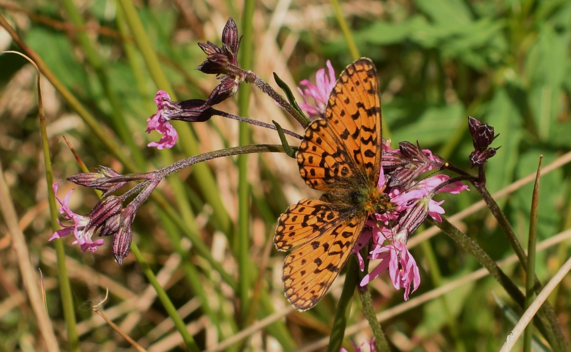 Photo Competition Results – Somerset Rare Plants Group