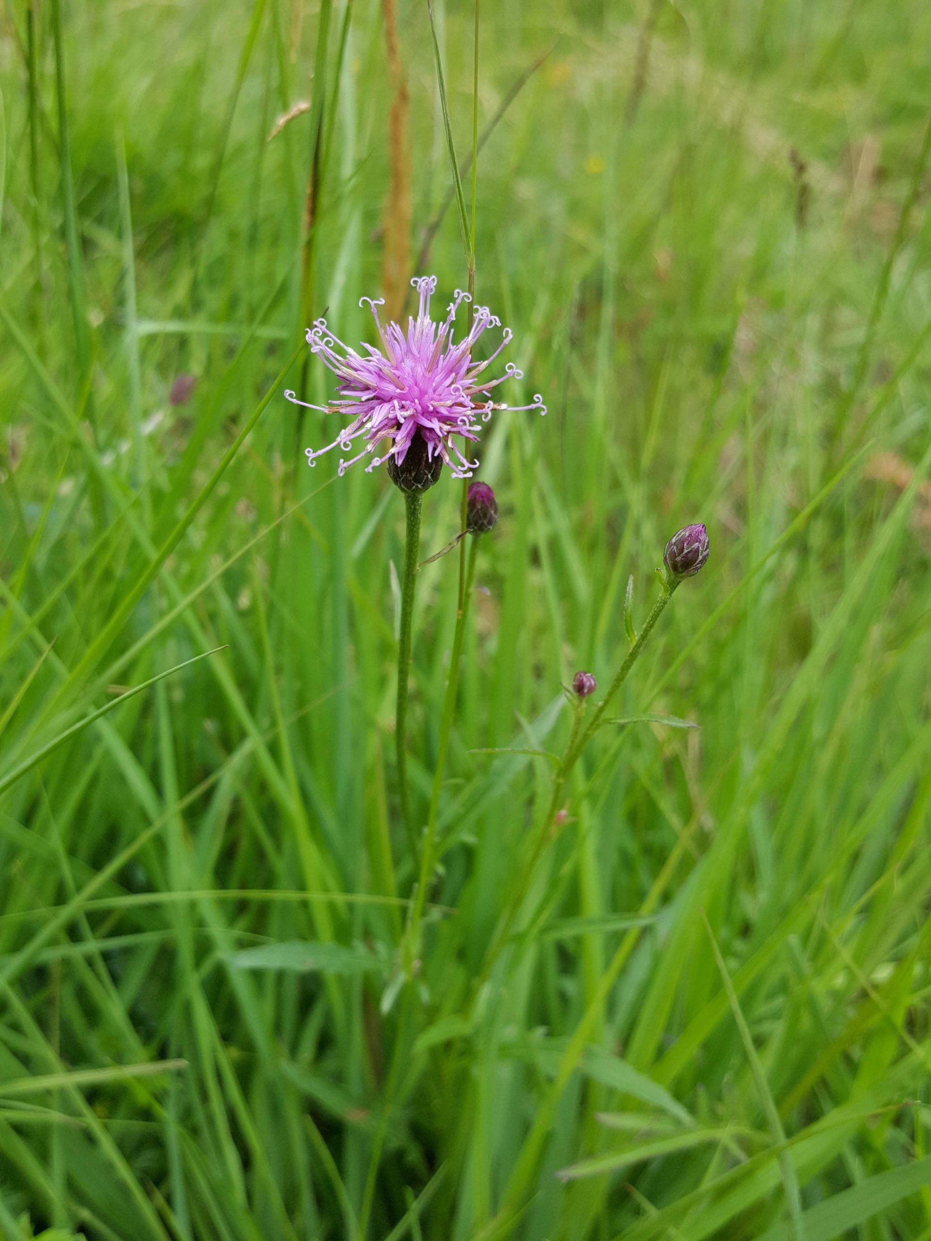 Photo Competition Results – Somerset Rare Plants Group