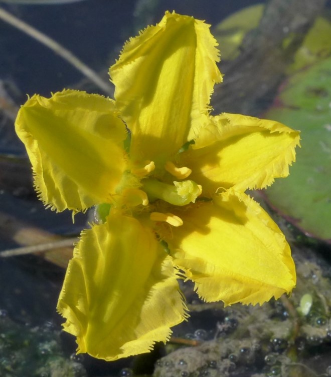 Wetland Meetings – Somerset Rare Plants Group