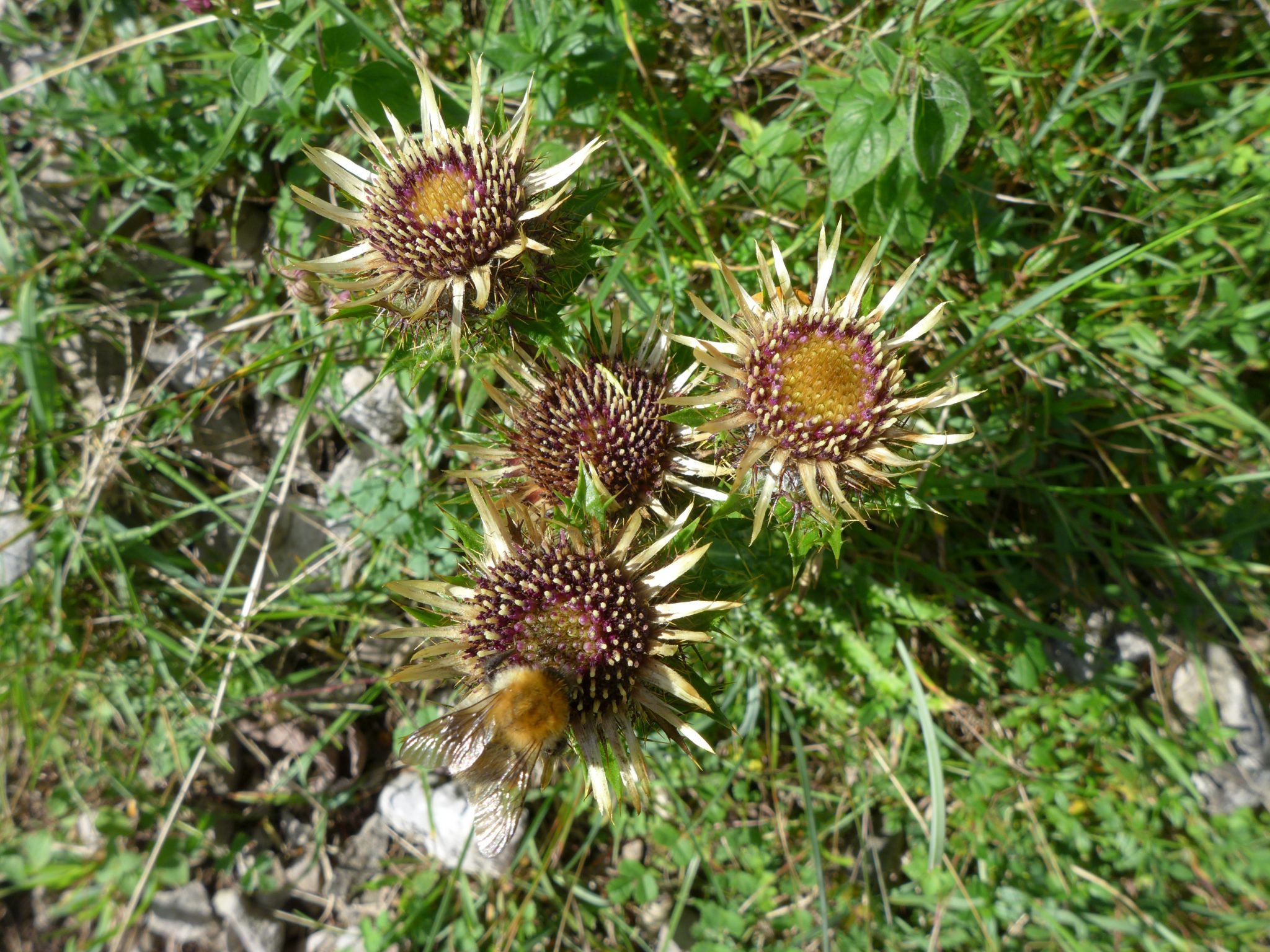 Somerset Rare Plants Group - Recording all plants growing wild in ...