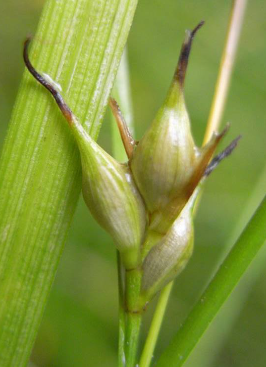 Rare Plant Register Updates - Somerset Rare Plants Group