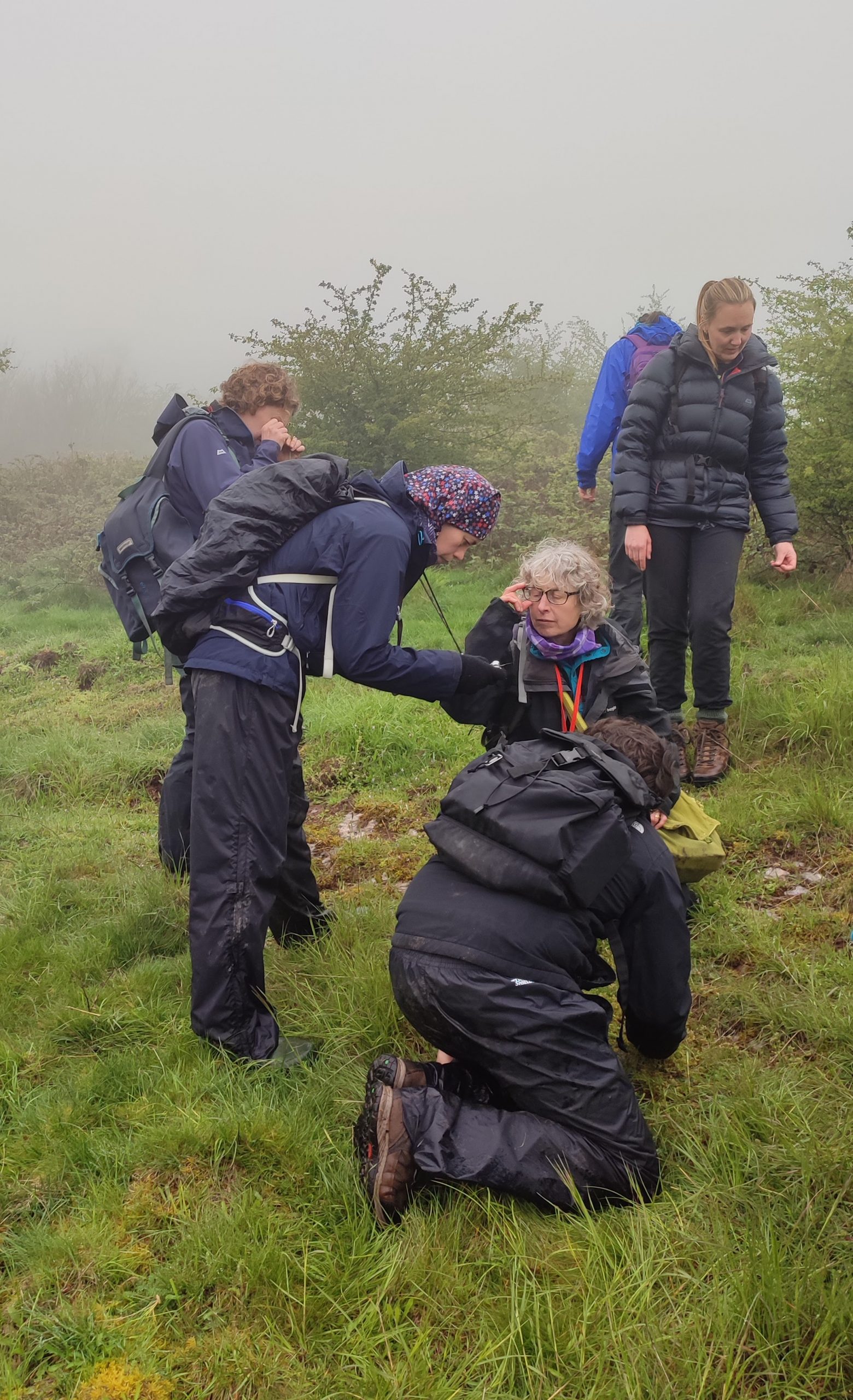 Somerset Rare Plants Group – Recording all plants growing wild in ...