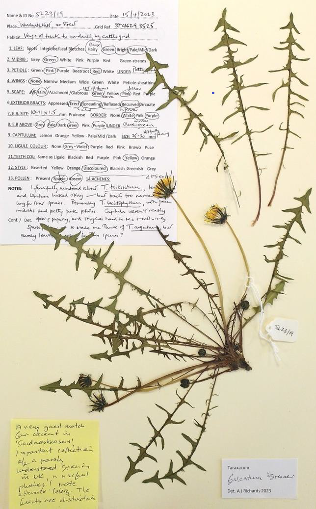Read all about it – the 2023 newsletter is here – Somerset Rare Plants ...