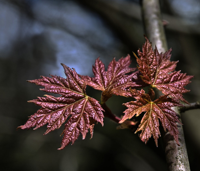 Leaf Shapes and Climate - Somerset Rare Plants Group