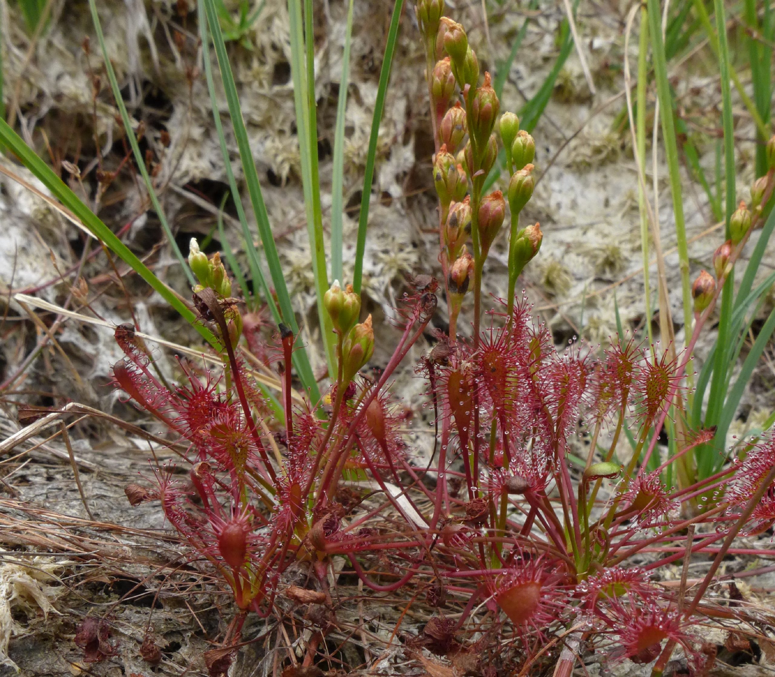 Some reminders of our meetings this summer – Somerset Rare Plants Group