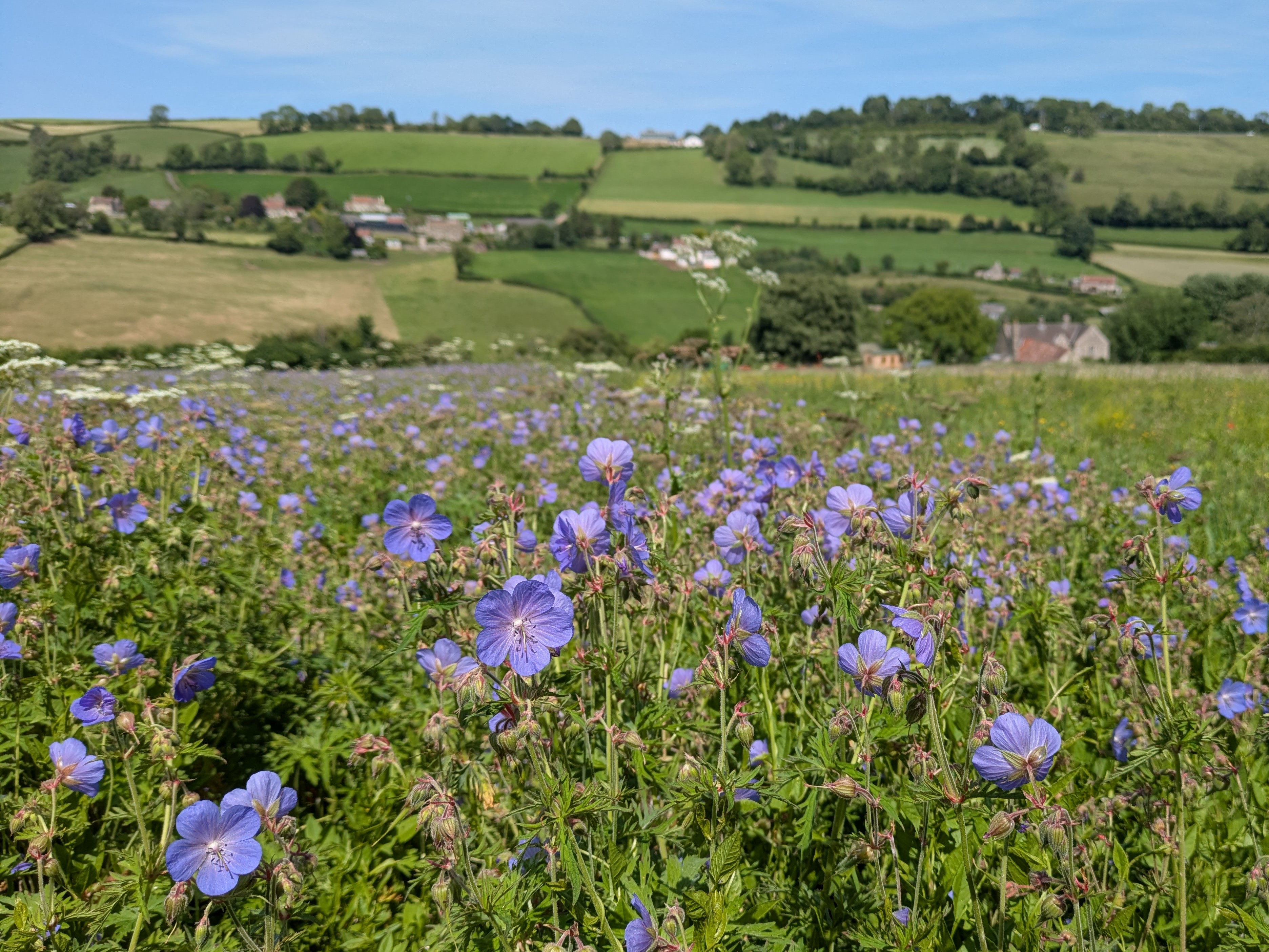 Somerset Rare Plants Group – Recording all plants growing wild in ...