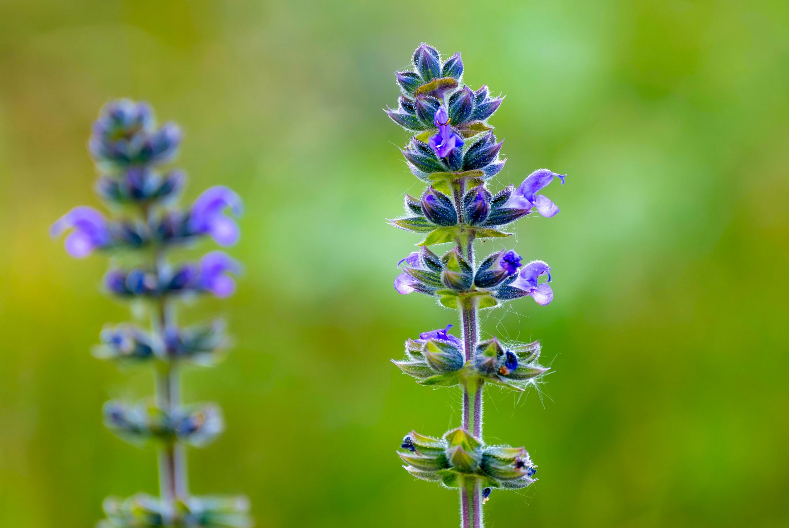 Somerset Rare Plants Group – Recording all plants growing wild in ...